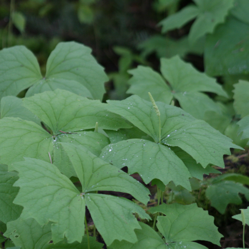 Vanilla-Leaf (Achlys Triphylla) Plant Care & How to Grow, Water