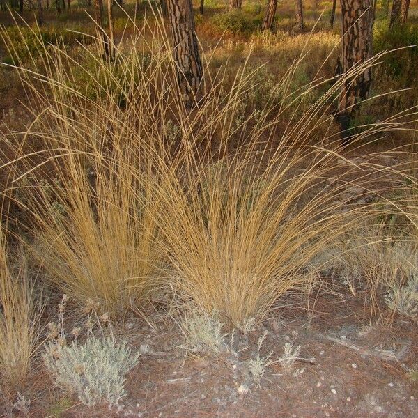 Sharp-Awned Feathergrass (Achnatherum Bromoides) Care Guide: Water ...