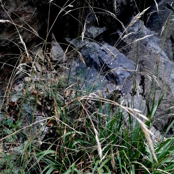 Achnatherum Paradoxum Plant Care & How to Grow, Water