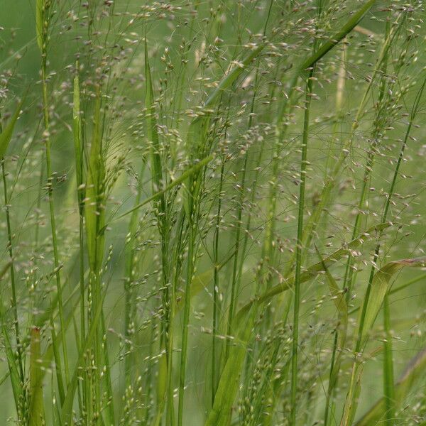 Achnatherum Virescens Care Guide: Water, Soil & Propagation - Plantiary