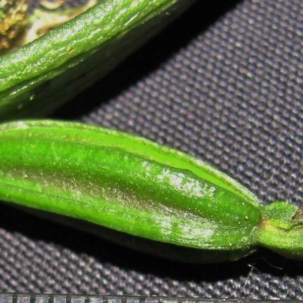 Acianthera Decipiens Plant Care & How to Grow, Water