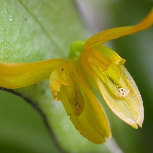 Acianthera Luteola Plant Care & How to Grow, Water