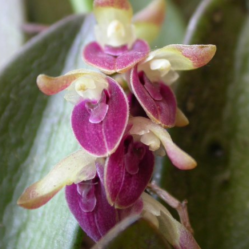 Acianthera Recurva Plant Care & How to Grow, Water