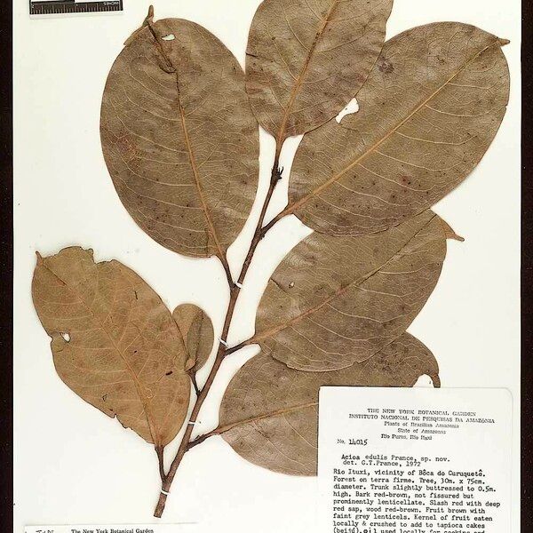 Acioa Edulis Care Guide: Water, Soil & Propagation - Plantiary