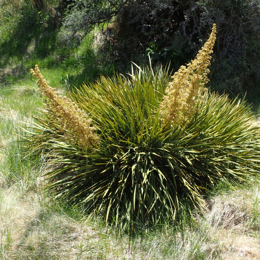 Golden Speargrass (Aciphylla Aurea) Plant Care & How to Grow, Water