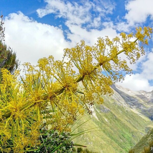 Fierce Spaniard (Aciphylla Ferox) Plant Care & How to Grow, Water