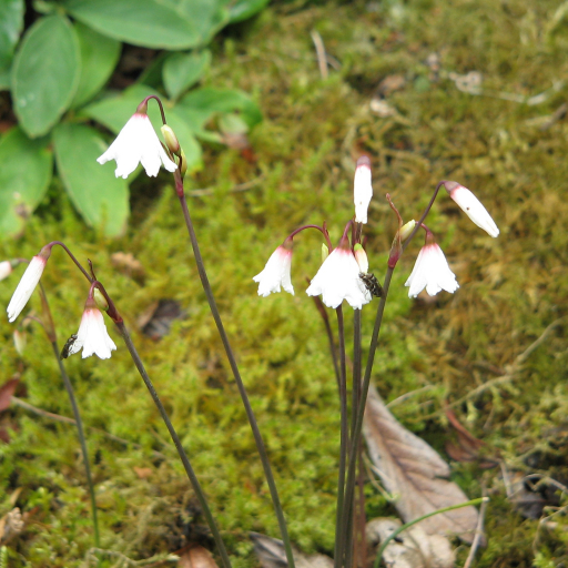 Autumn Snowflake (Acis Autumnalis) Plant Care & How to Grow, Water