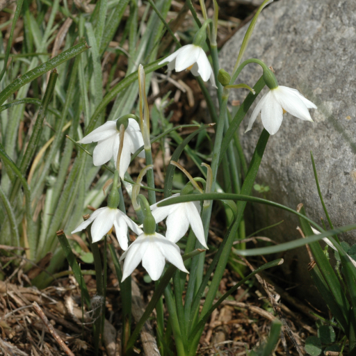 French Snowflake (Acis Nicaeensis) Care Guide: Water, Soil ...