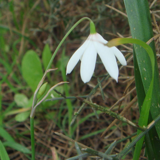 Three-Leaved Snowflake (Acis Trichophylla) Plant Care & How to Grow, Water