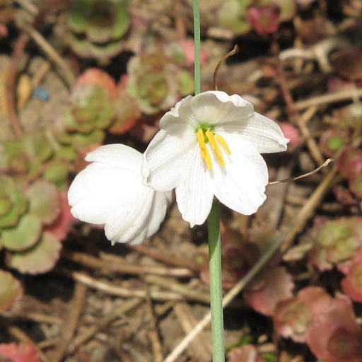 Acis Valentina Care Guide: Water, Soil & Propagation - Plantiary