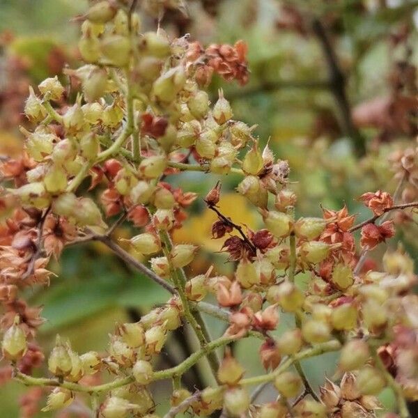 Makamaka (Ackama Rosifolia) Care Guide: Water, Soil & Propagation ...