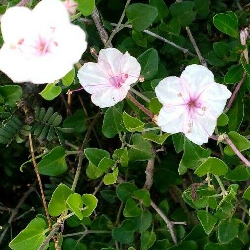 Angel Trumpet (Acleisanthes Longiflora) Plant Care & How to Grow, Water