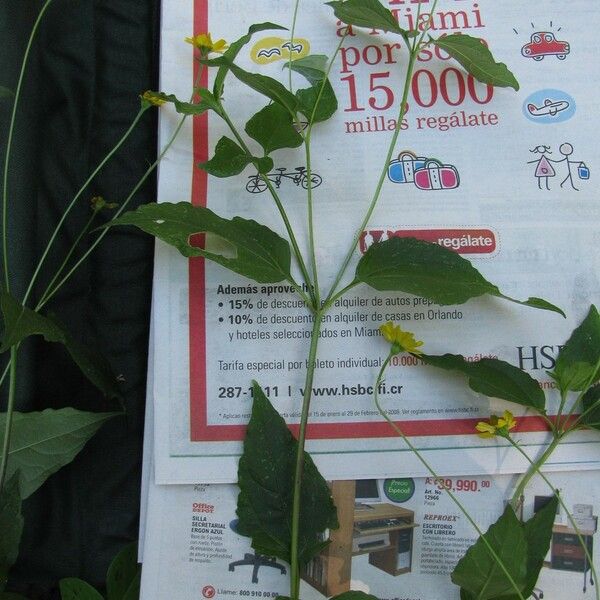 Acmella Papposa Plant Care & How to Grow, Water