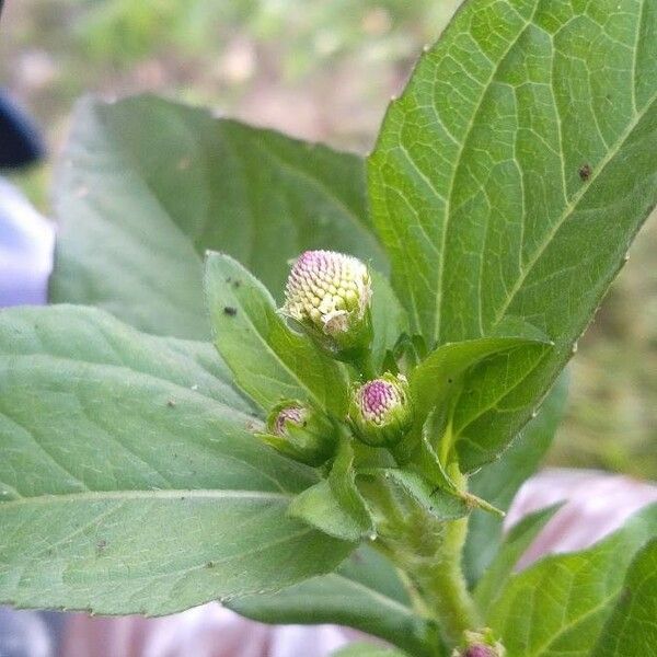 Acmella Radicans Plant Care & How to Grow, Water