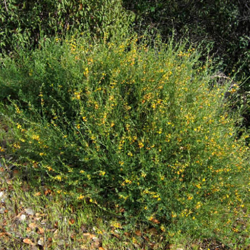 Deerweed (Acmispon Glaber) Plant Care & How to Grow, Water