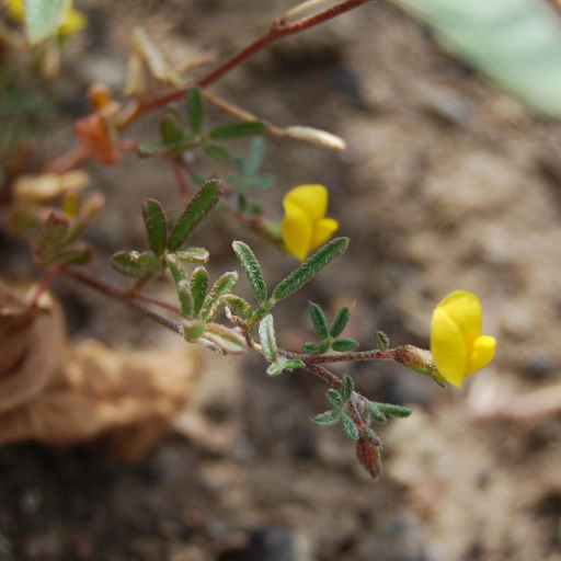 Strigose Bird's-Foot Trefoil (Acmispon Strigosus) Plant Care & How to ...