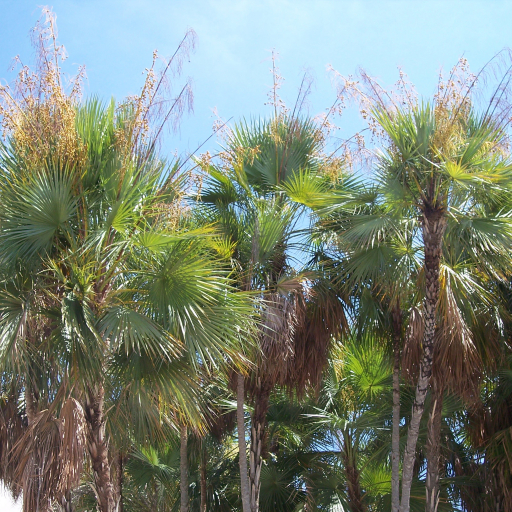 Everglades Palm (Acoelorrhaphe Wrightii) Care Guide: Water, Soil ...