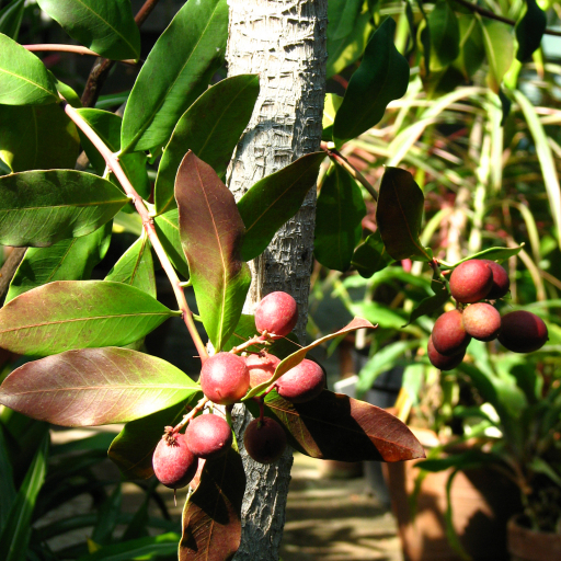 African Wintersweet (Acokanthera Oblongifolia) Plant Care & How to Grow ...