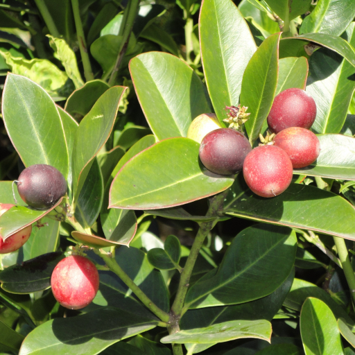 Bushman's-poison (Acokanthera Oppositifolia) Plant Care & How to Grow ...