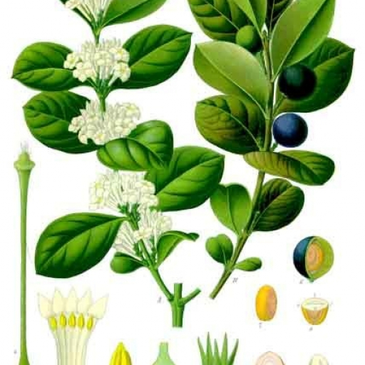 Arrow-Poison-Tree (Acokanthera Schimperi) Plant Care & How to Grow, Water