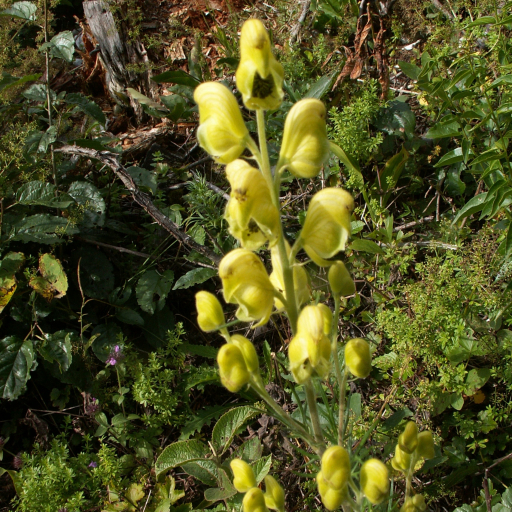 Yellow Monkshood (Aconitum Anthora) Plant Care & How to Grow, Water