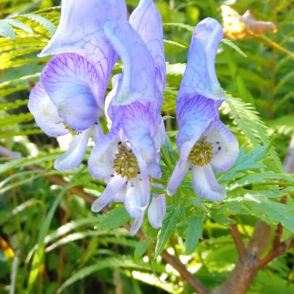 Hybrid Monk's-Hood (Aconitum × Cammarum) Plant Care & How to Grow, Water