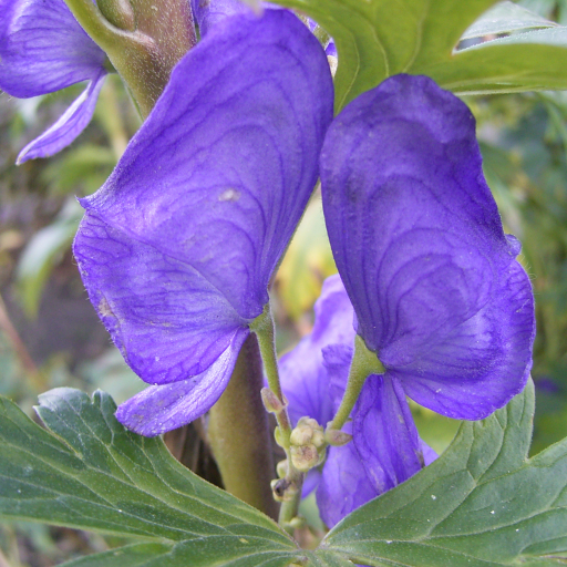 Chinese Aconite (Aconitum Carmichaelii) Plant Care & How to Grow, Water