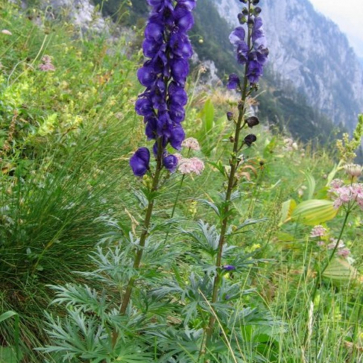 Aconite (Aconitum Tauricum) Plant Care & How to Grow, Water