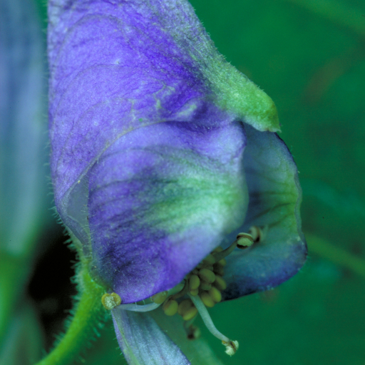 Southern Blue Monkshood (Aconitum Uncinatum) Plant Care & How to Grow ...