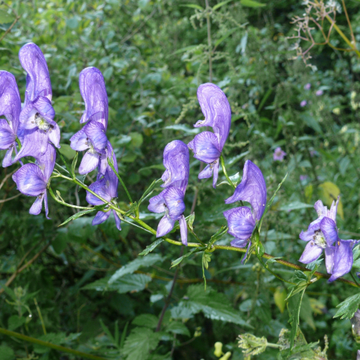 Variegated Monk's-hood (Aconitum Variegatum) Plant Care & How to Grow ...