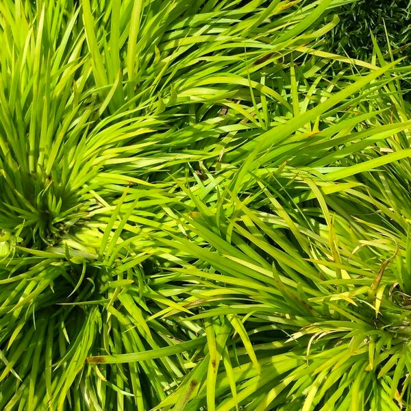 Acorus Gramineus Cv. 'Minimus Aureus' Care Guide: Water, Soil ...