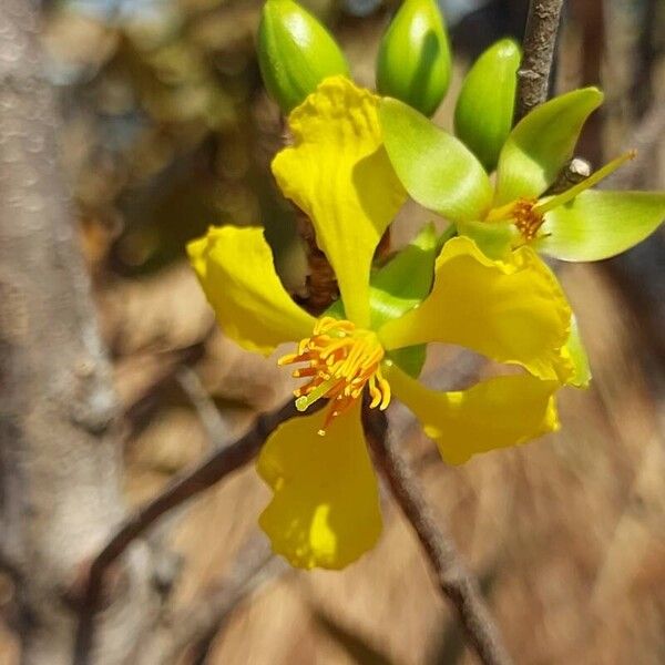 Acridocarpus Excelsus Plant Care & How to Grow, Water