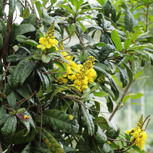 Moth-Fruit (Acridocarpus Natalitius) Care Guide: Water, Soil ...