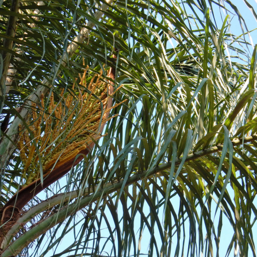 Macaw Palm (Acrocomia Aculeata) Plant Care & How to Grow, Water