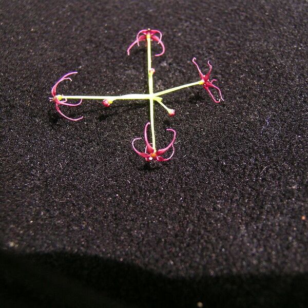 Acronema Hookeri Plant Care & How to Grow, Water