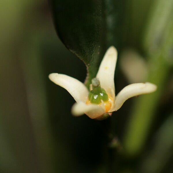 Acronychia Emarginata Plant Care & How to Grow, Water