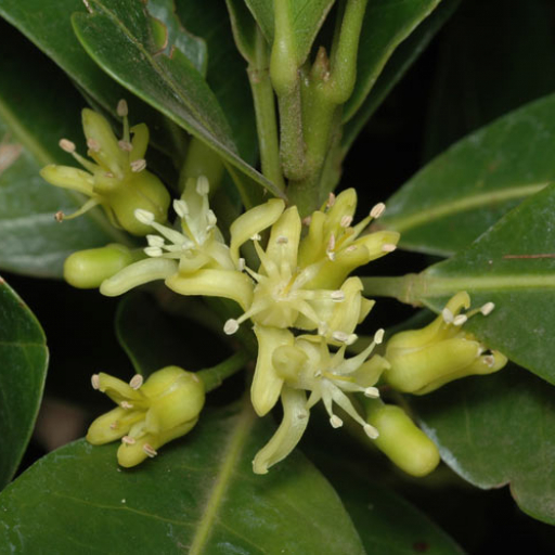 Beach Acronychia (Acronychia Imperforata) Care Guide: Water, Soil ...
