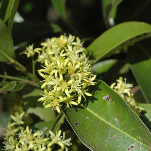 Scented Acronychia (Acronychia Littoralis) Care Guide: Water, Soil ...