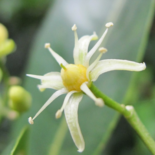 Indian Aspen (Acronychia Pedunculata) Care Guide: Water, Soil ...