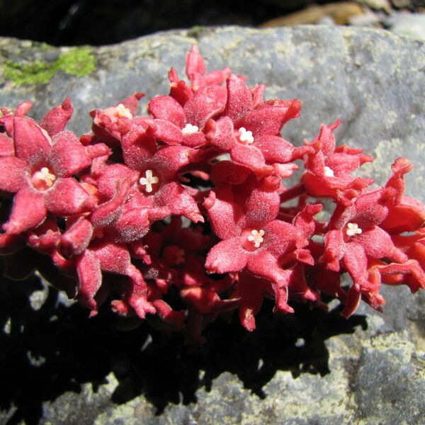 Acropogon Pilosus Plant Care & How to Grow, Water