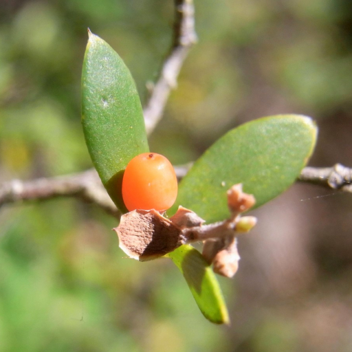 Acrotriche Divaricata Plant Care & How to Grow, Water