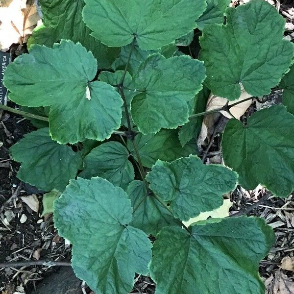 Appalachian Bugbane (Actaea Cordifolia) Plant Care & How to Grow, Water