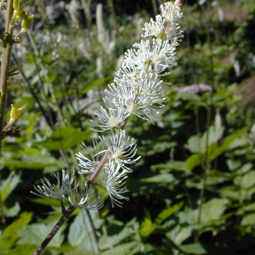 Tall Bugbane (Actaea Elata) Plant Care & How to Grow, Water