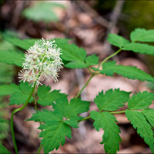 White Baneberry (Actaea Pachypoda) Plant Care & How to Grow, Water