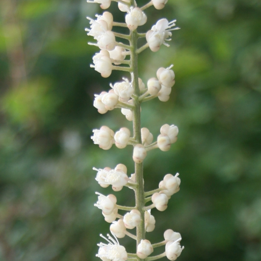 Baneberry (Actaea Simplex) Plant Care & How to Grow, Water