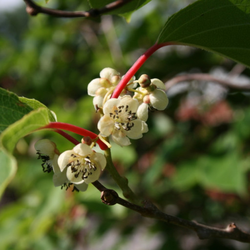 Tara Vine (Actinidia Arguta) Plant Care & How to Grow, Water