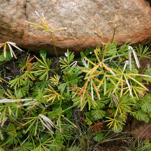 Ray Fern (Actiniopteris Radiata) Plant Care & How to Grow, Water
