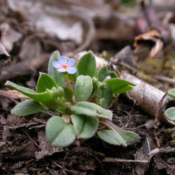 Actinocarya Acaulis Care Guide: Water, Soil & Propagation - Plantiary