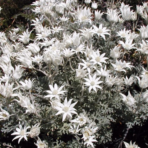 Flannel Flower (Actinotus Helianthi) Plant Care & How to Grow, Water