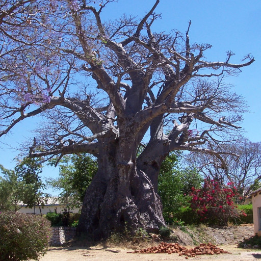 Baobab Tree (Adansonia Digitata) Plant Care & How to Grow, Water